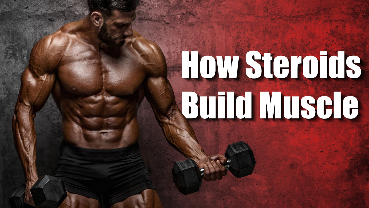 How Steroids Build Muscle - Finest Gears