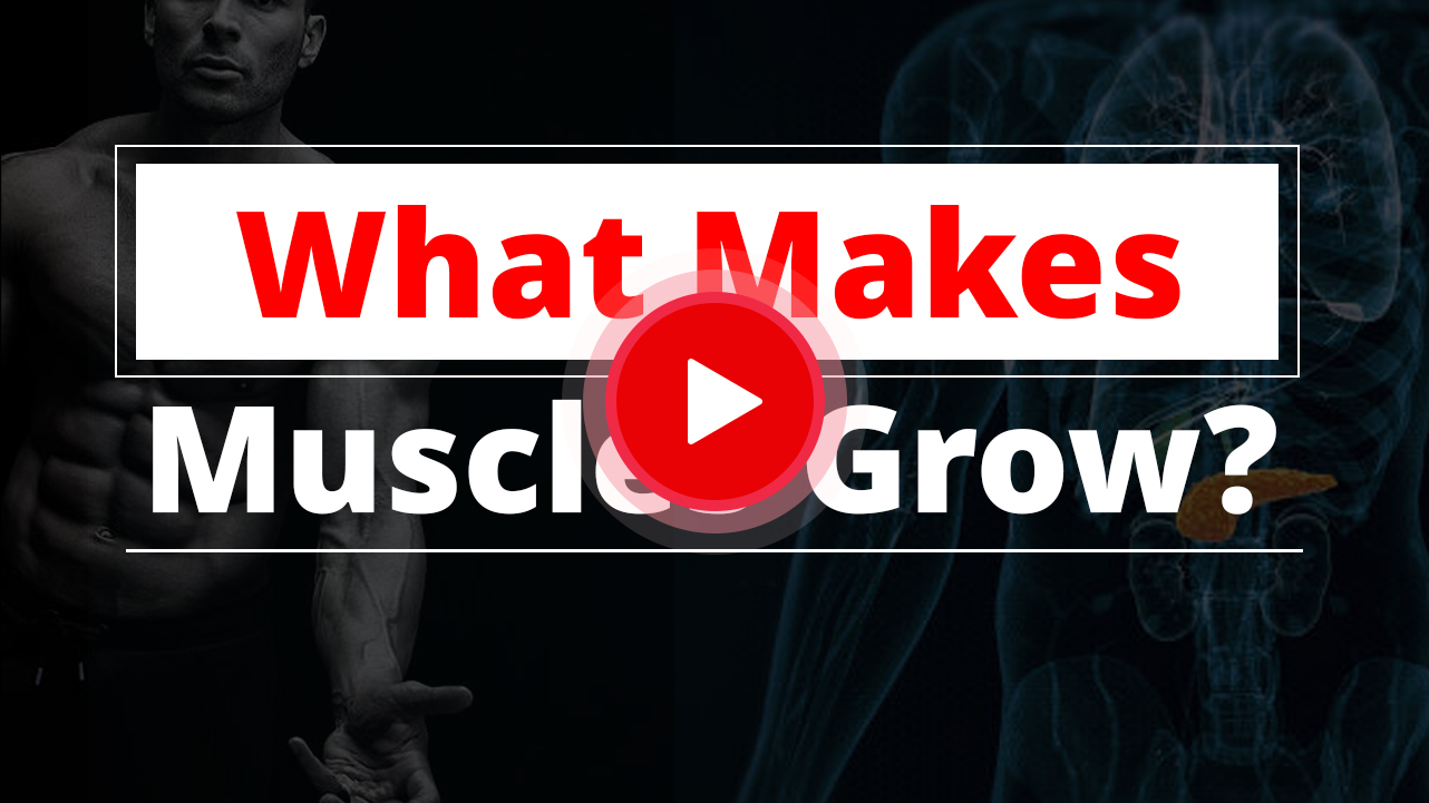 What Makes Muscles Grow? - Finest Gears